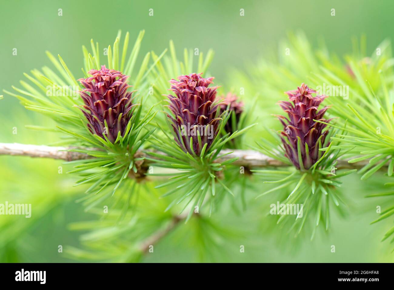 Red female cones (flowers) of a European larch (Larix decidua) with ...