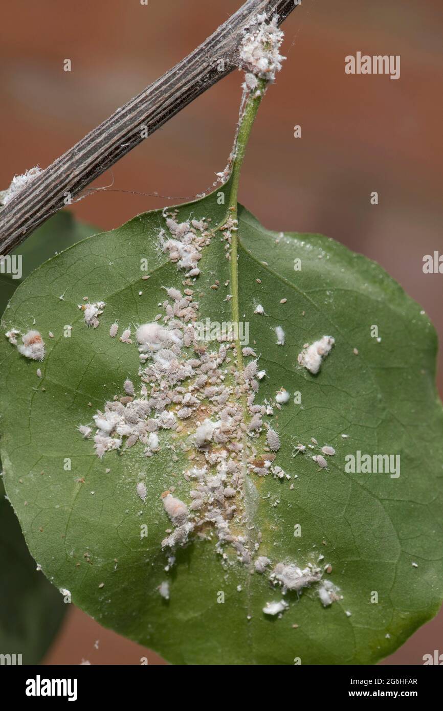 Planococcus hi-res stock photography and images - Alamy