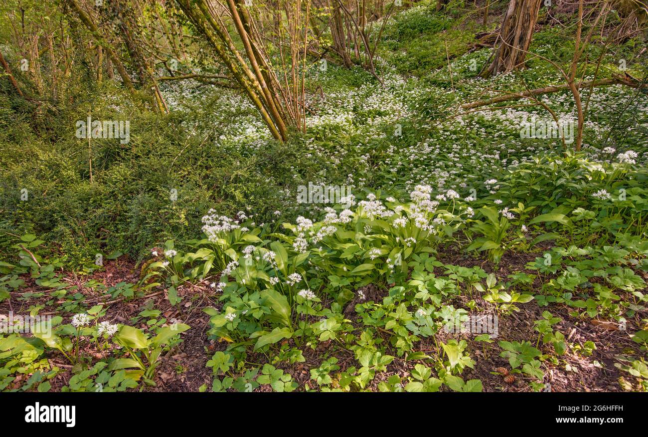 Allium ursinum, ramsons, buckrams, wild garlic, broad-leaved garlic ...