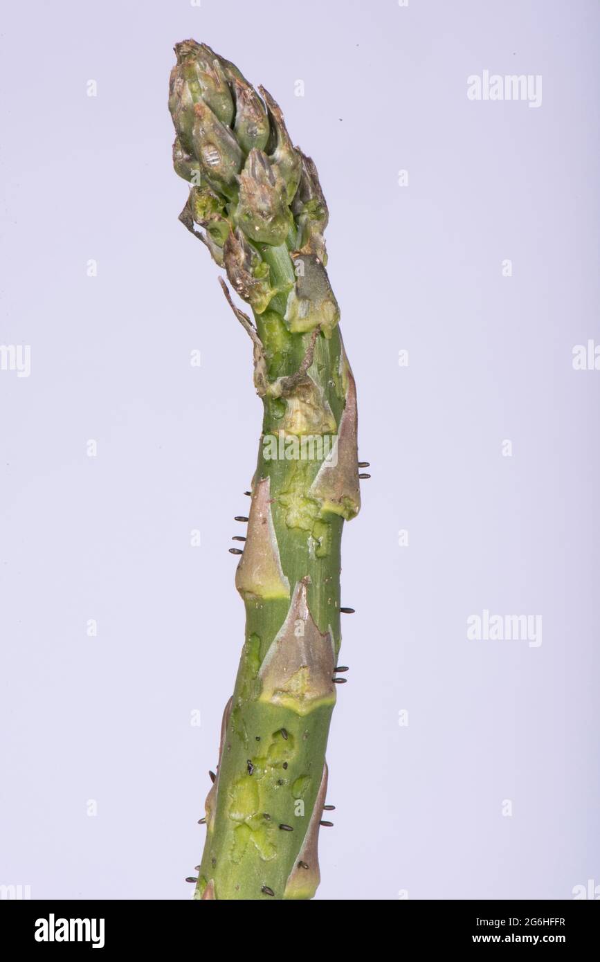 Asparagus beetle (Crioceris asparagi) eggs and some young larval damage ...