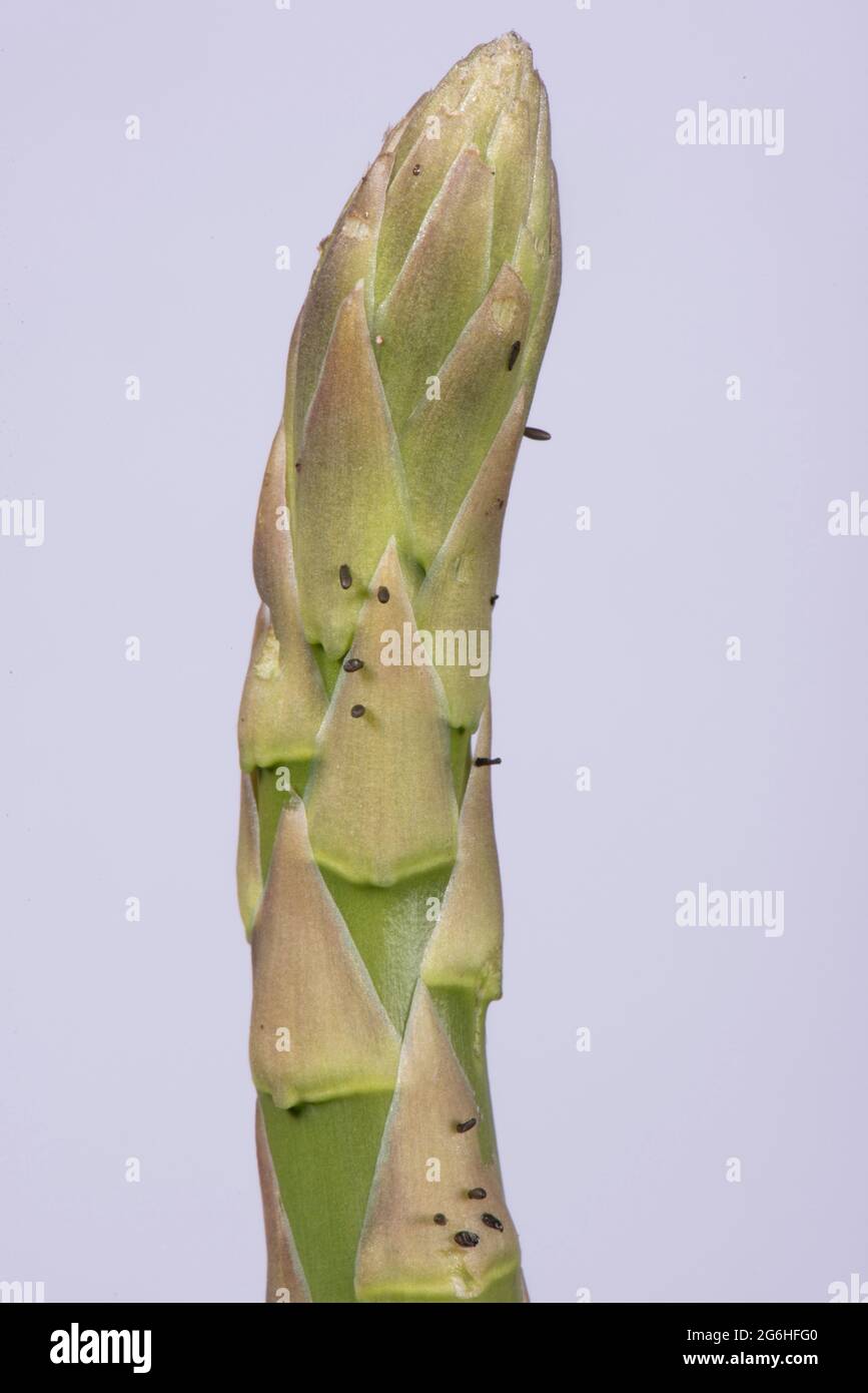 Asparagus beetle (Crioceris asparagi) eggs and some young larval damage ...