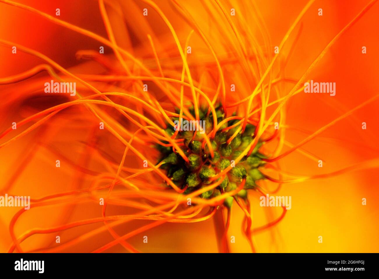 Abstract photograph of Wild garlic bulblet. Bulbil, bulbel, England, UK ...