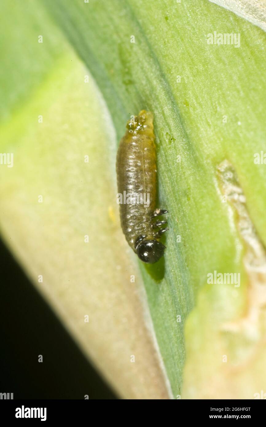 Asparagus beetle (Crioceris asparagi) young larva and some damage to ...