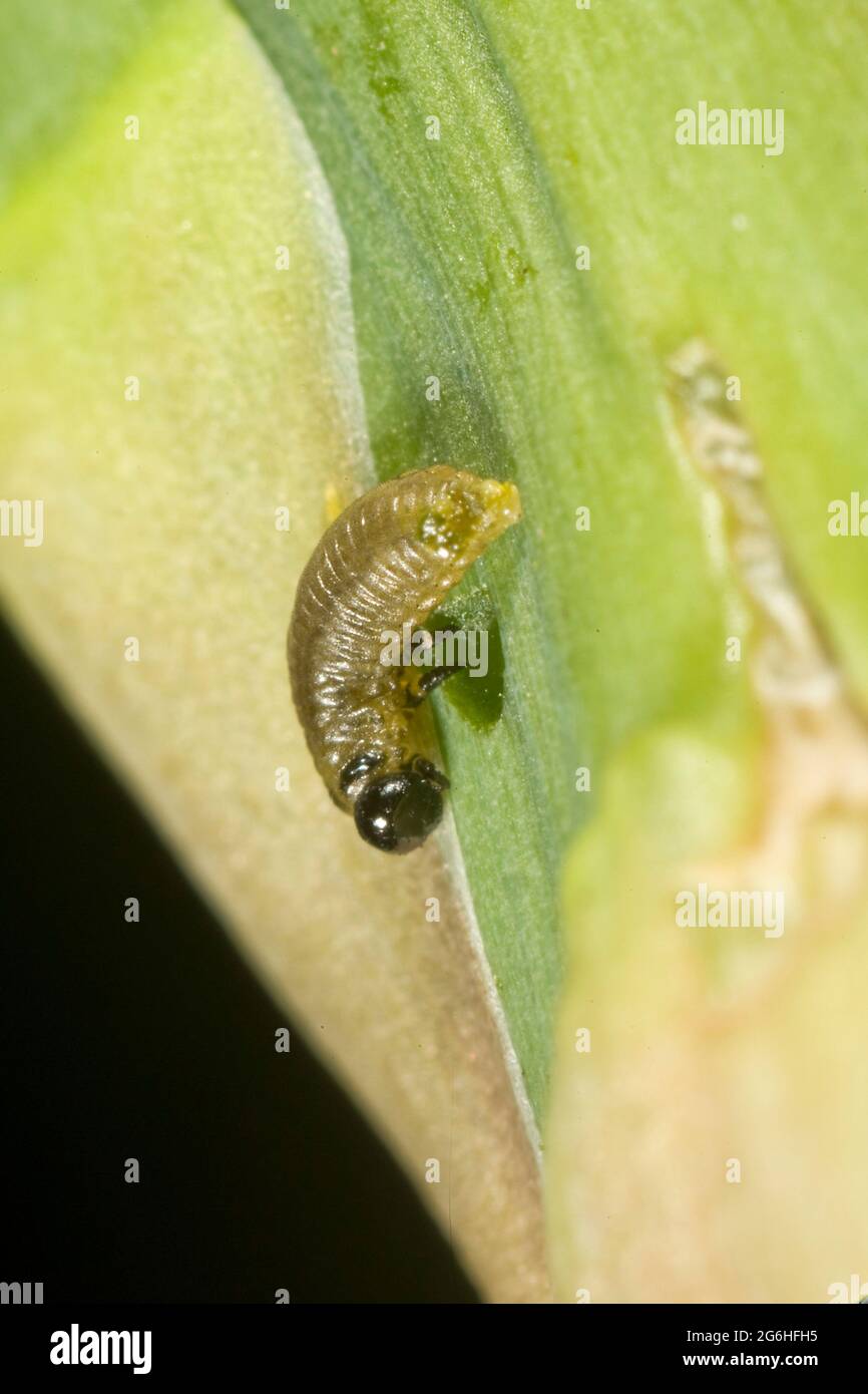 Asparagus beetle (Crioceris asparagi) young larva and some damage to ...