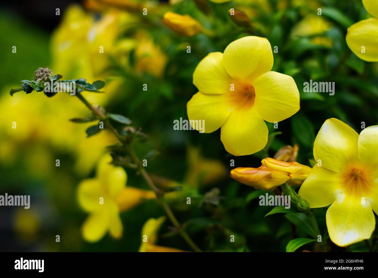 Beautiful yellow flowers of Allamanda, Common allamanda, Golden trumpet ...
