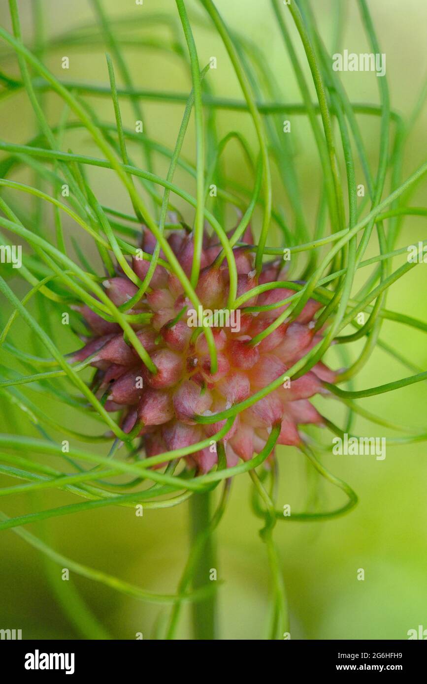 Allium vineale. Wild garlic bulblet. Bulbil, bulbel, England, UK Stock ...