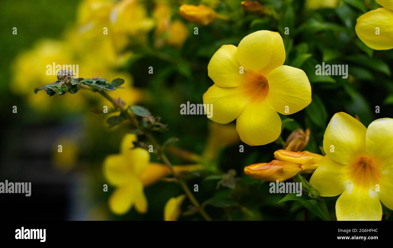 Beautiful yellow flowers of Allamanda, Common allamanda, Golden trumpet ...