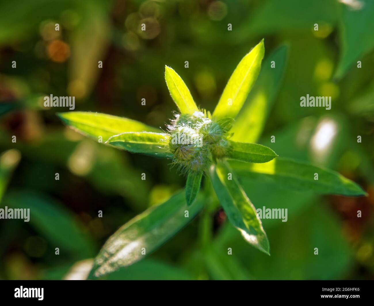small aster flowers in the garden, in summer Stock Photo - Alamy