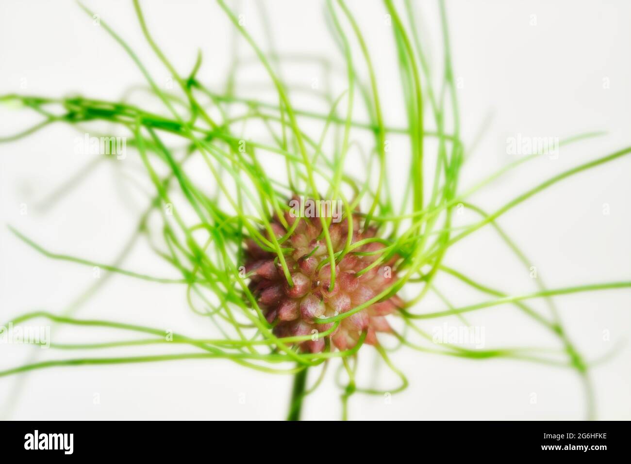 Allium vineale. Wild garlic bulblet. Bulbil, bulbel, England, UK Stock ...