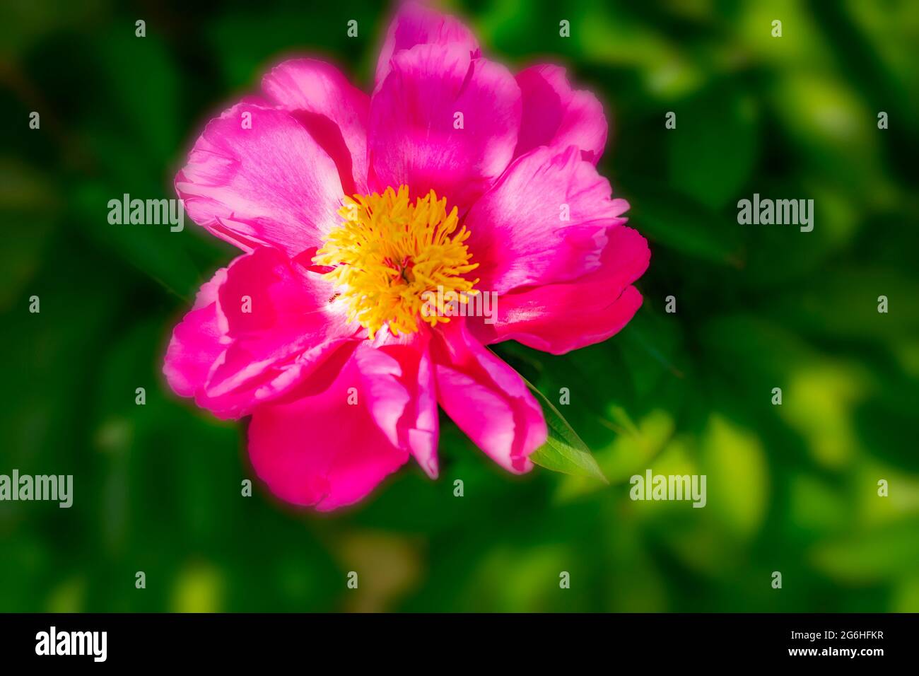 Outstanding garden Peony flowers in full bloom, close-up natural plant ...