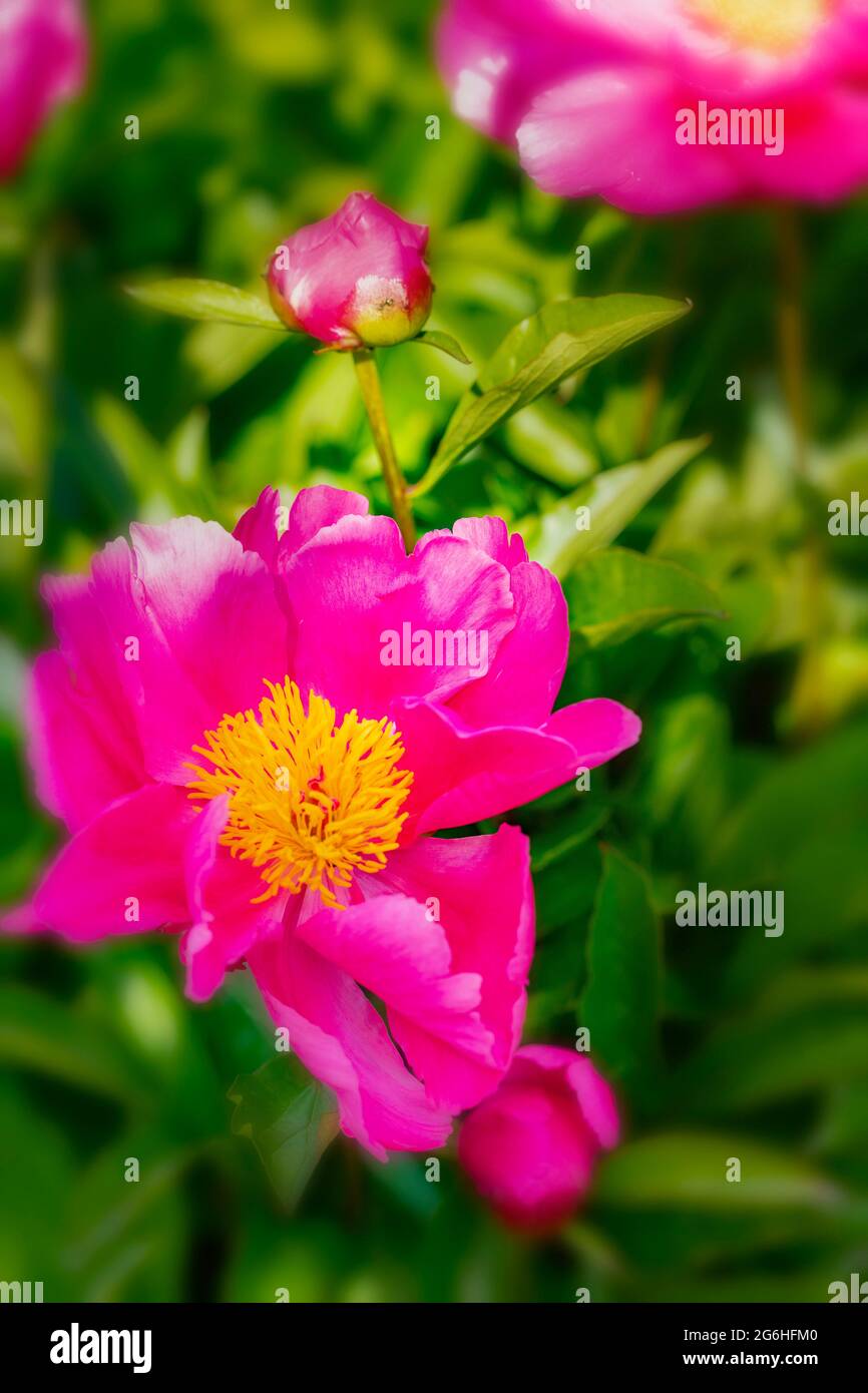 Outstanding garden Peony flowers in full bloom, close-up natural plant ...