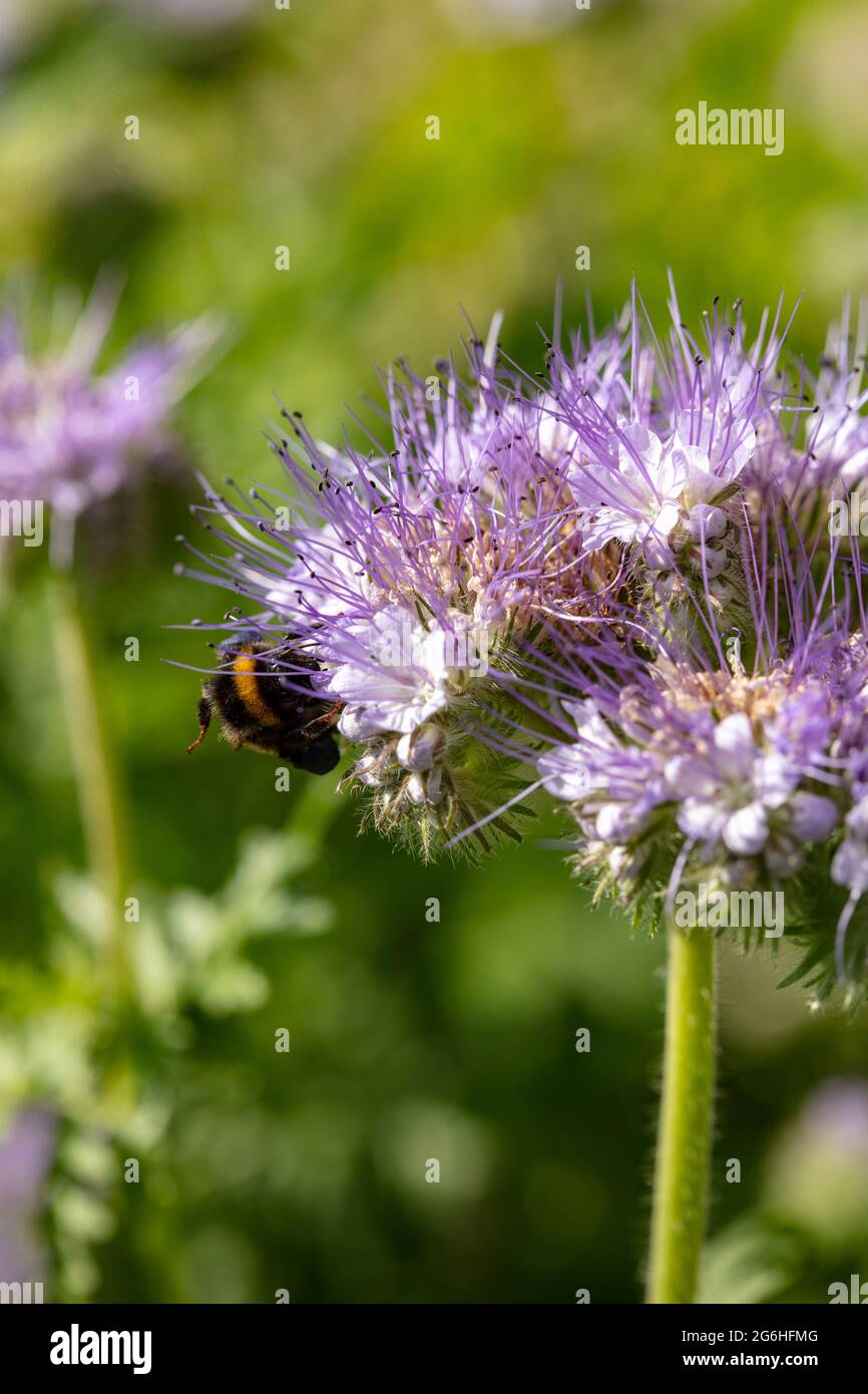 Super bee plant and green manure Phacelia tanacetifolia with bee ...