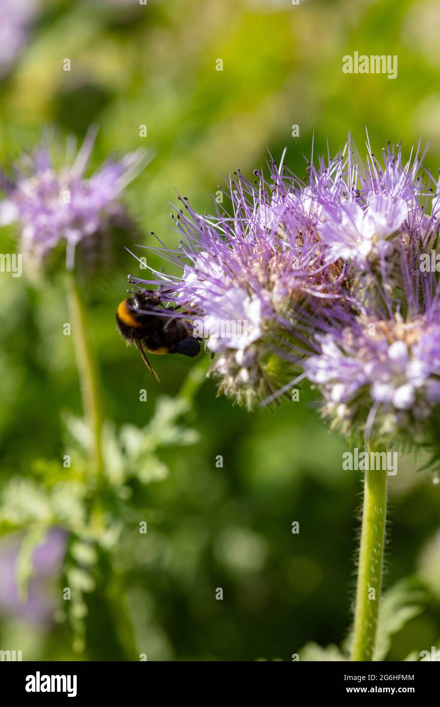 Super bee plant and green manure Phacelia tanacetifolia with bee ...