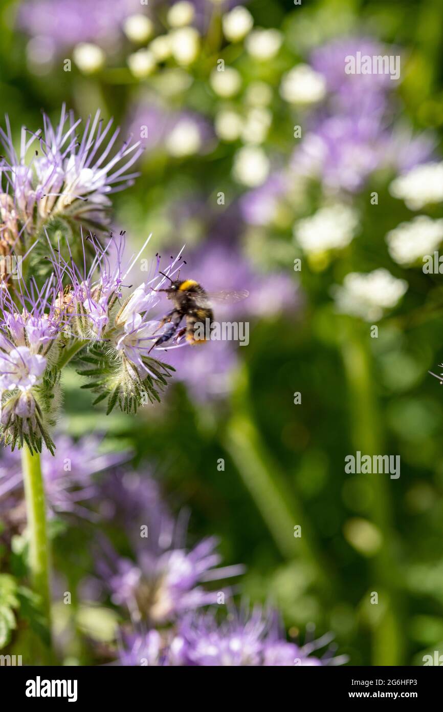 Super bee plant and green manure Phacelia tanacetifolia with bee ...