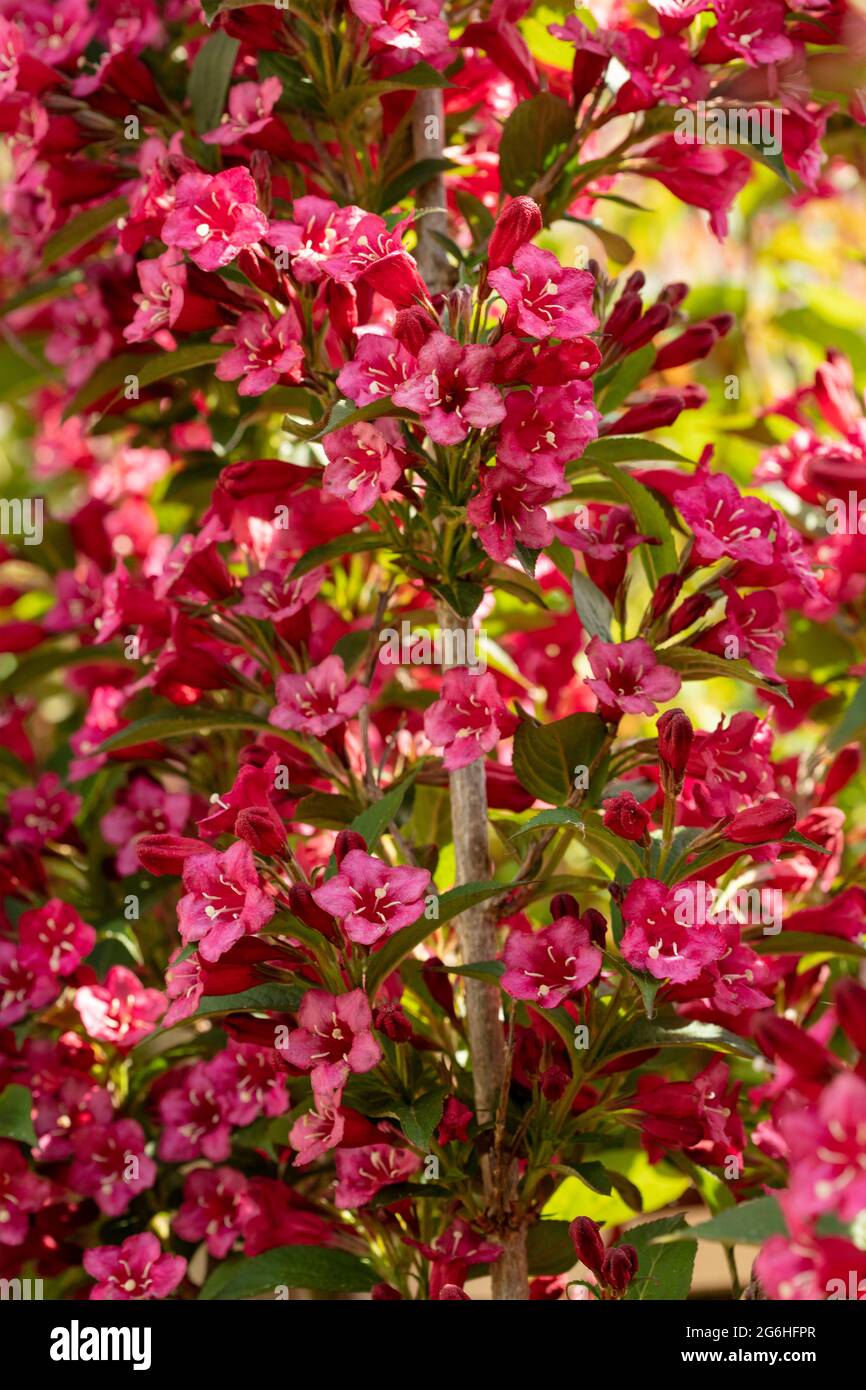 Weigela plant flowers glowing in late spring sunshine, natural garden ...