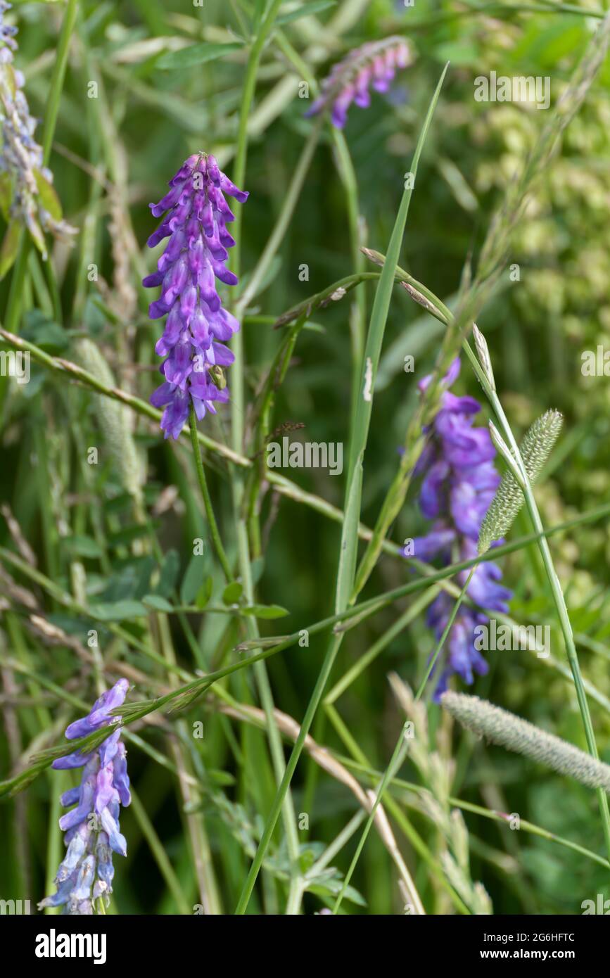 Bird Vetch (Vicia cracca L) flowering on a verge in East Grinstead ...