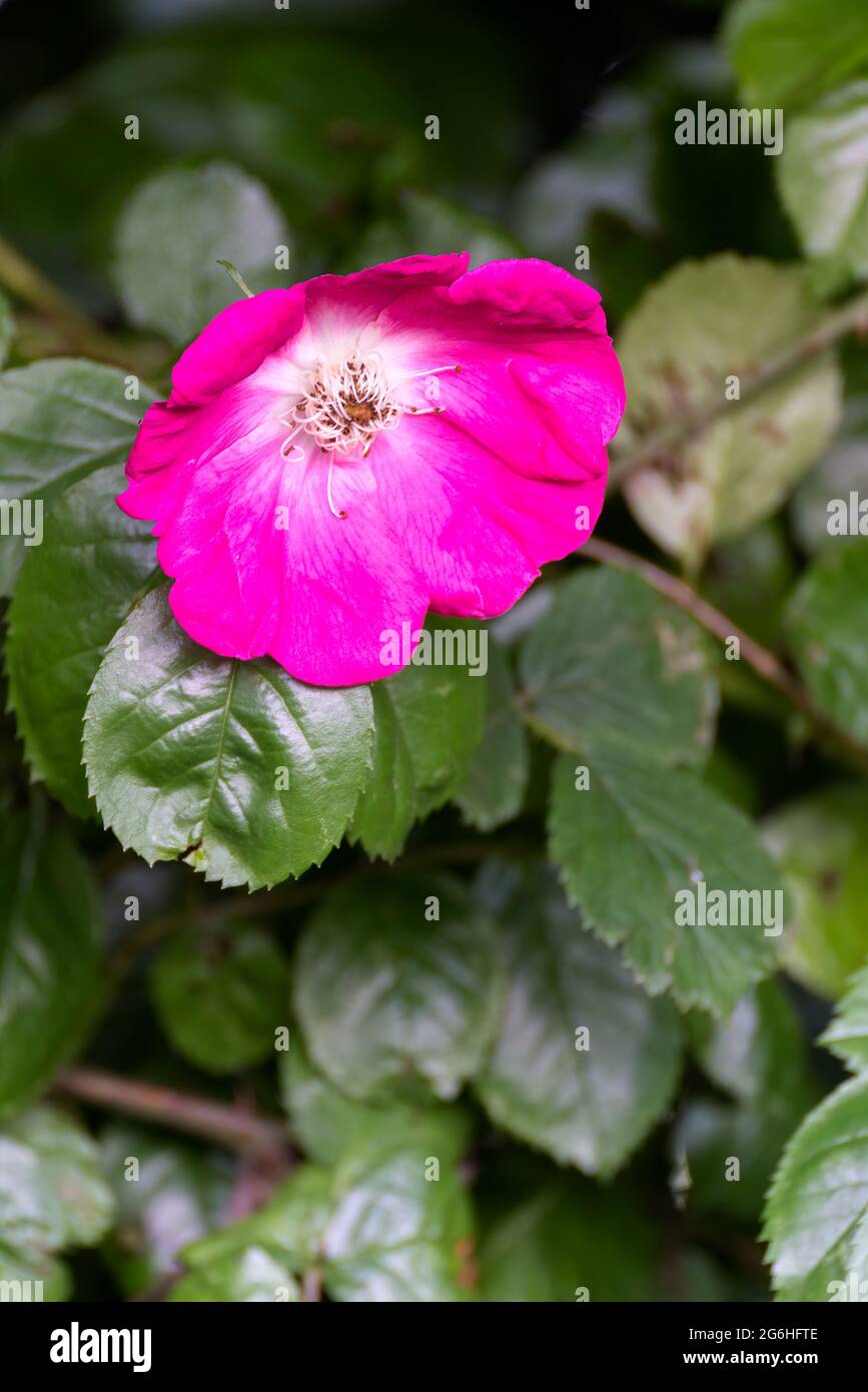 Cultivated ornamental Dog Rose flowering in summertime Stock Photo - Alamy