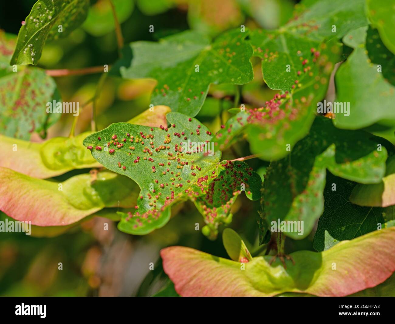 Maple gall mite, Aceria macrorhynchus Stock Photo - Alamy