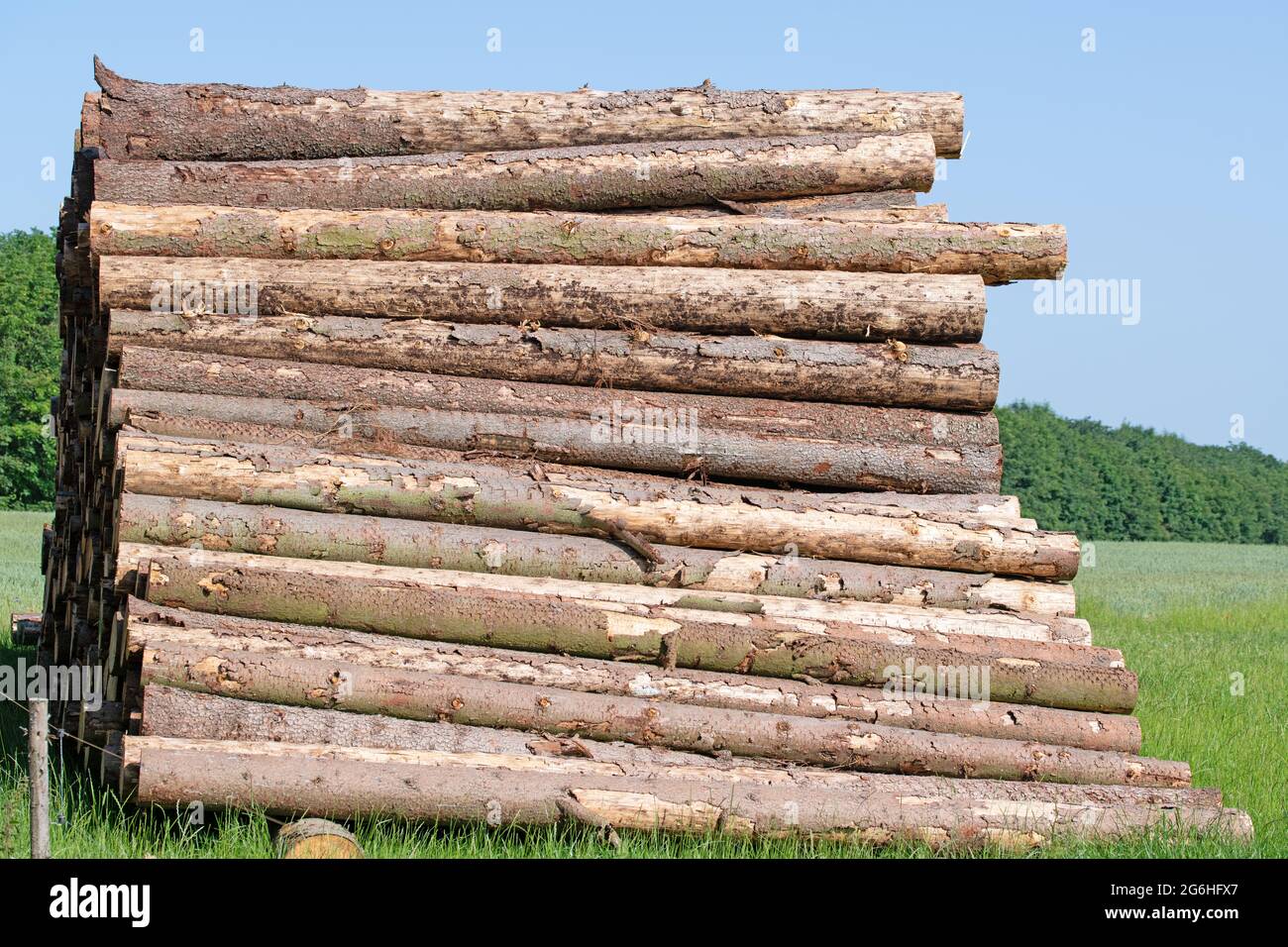 Stacked logs on the edge of the forest Stock Photo - Alamy