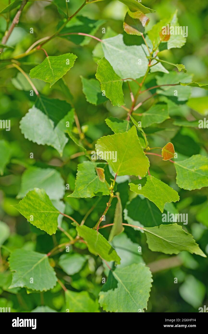 Populus leaves hi-res stock photography and images - Alamy