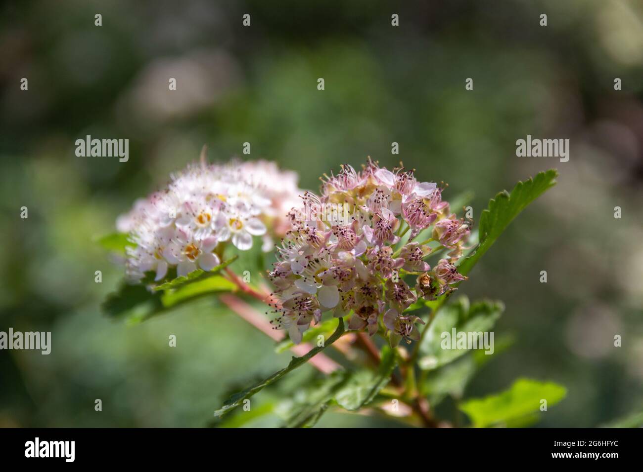Dainty flowers hi-res stock photography and images - Alamy