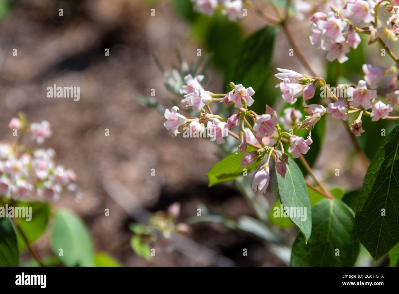 Dainty flowers hi-res stock photography and images - Alamy