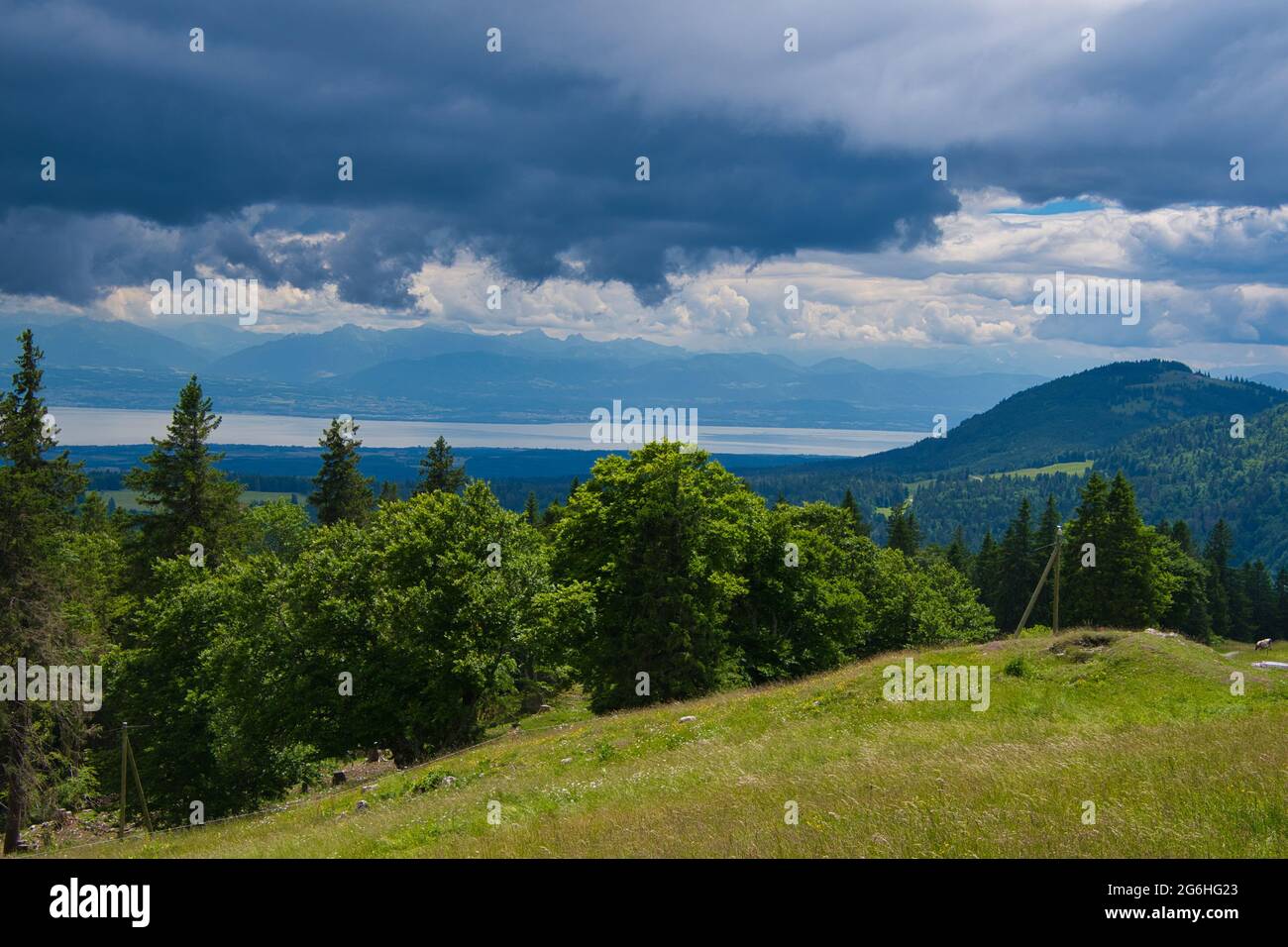 in the heights of the vallée de joux in the jura area in switzerland ...