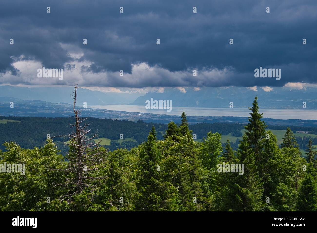 in the heights of the vallée de joux in the jura area in switzerland ...