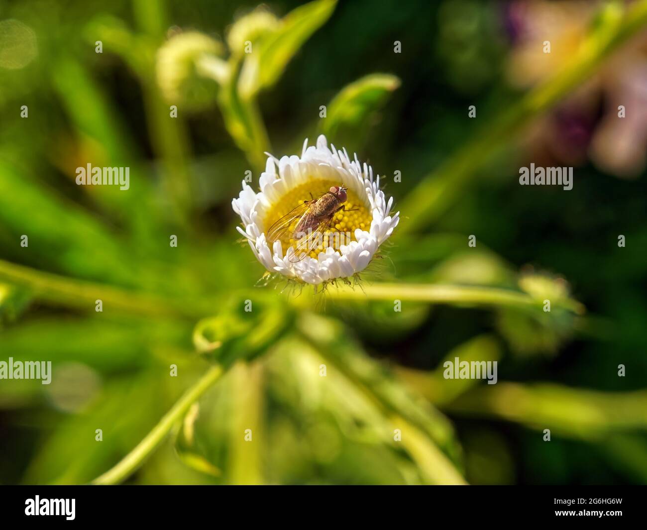 House fly in wilderness hi-res stock photography and images - Alamy