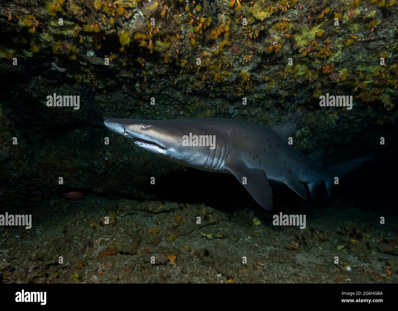 Blue nurse sand tiger hi-res stock photography and images - Alamy
