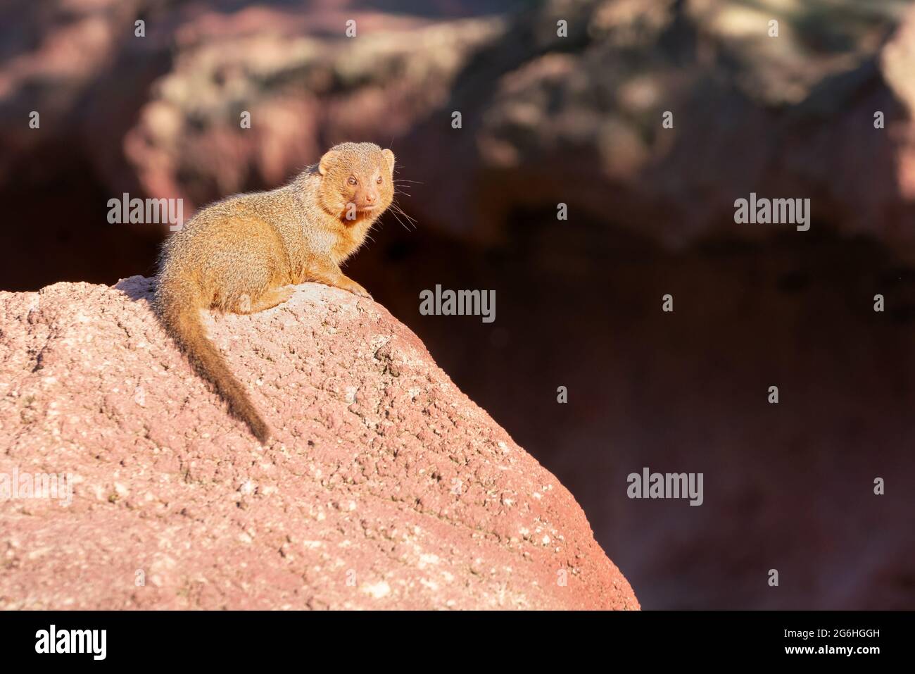 Angola animal hi-res stock photography and images - Alamy