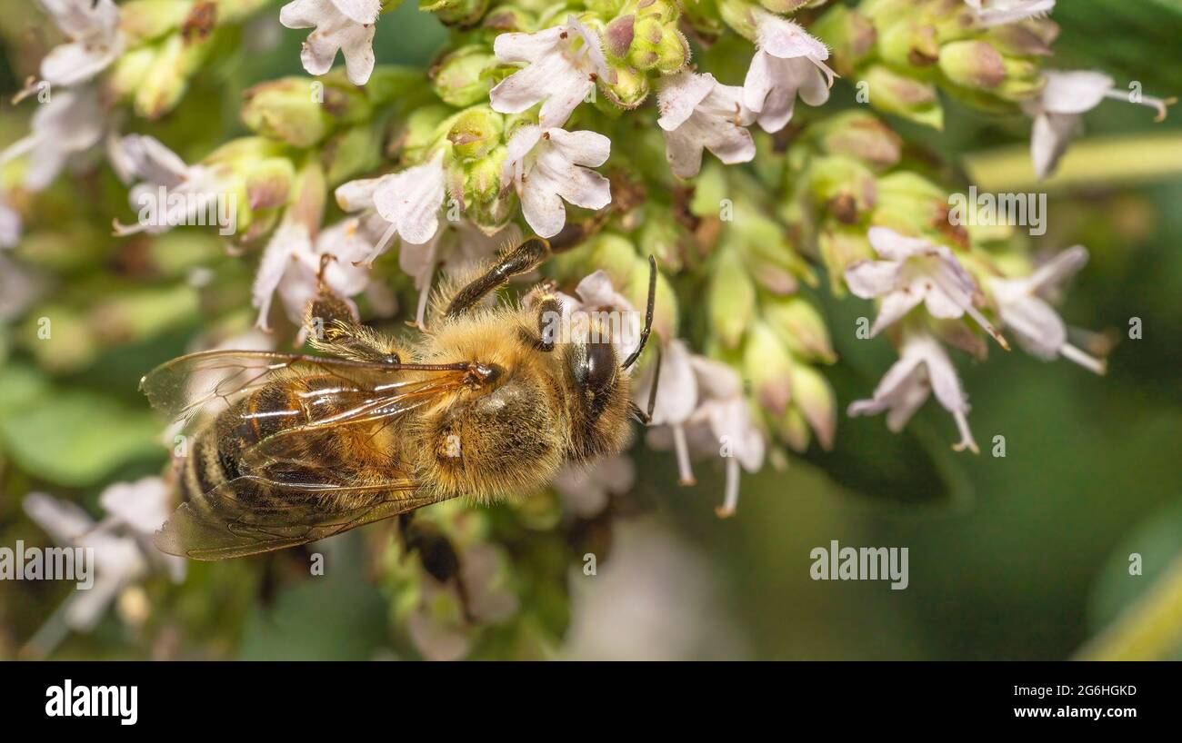 Bumble bee collects nectar hi-res stock photography and images - Alamy
