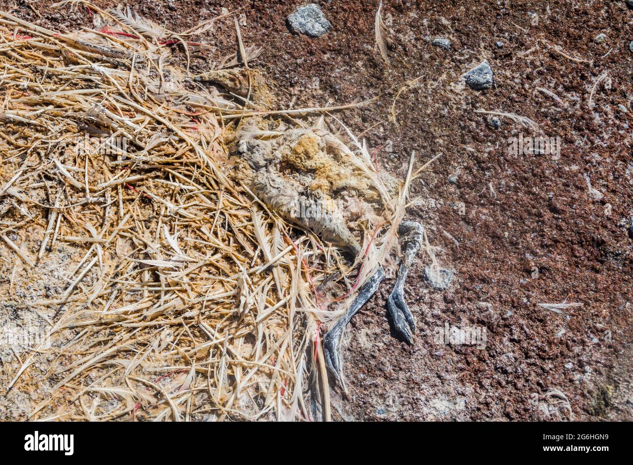 Dead flamingo on a coast of Laguna Colorada lake on bolivian Altiplano ...