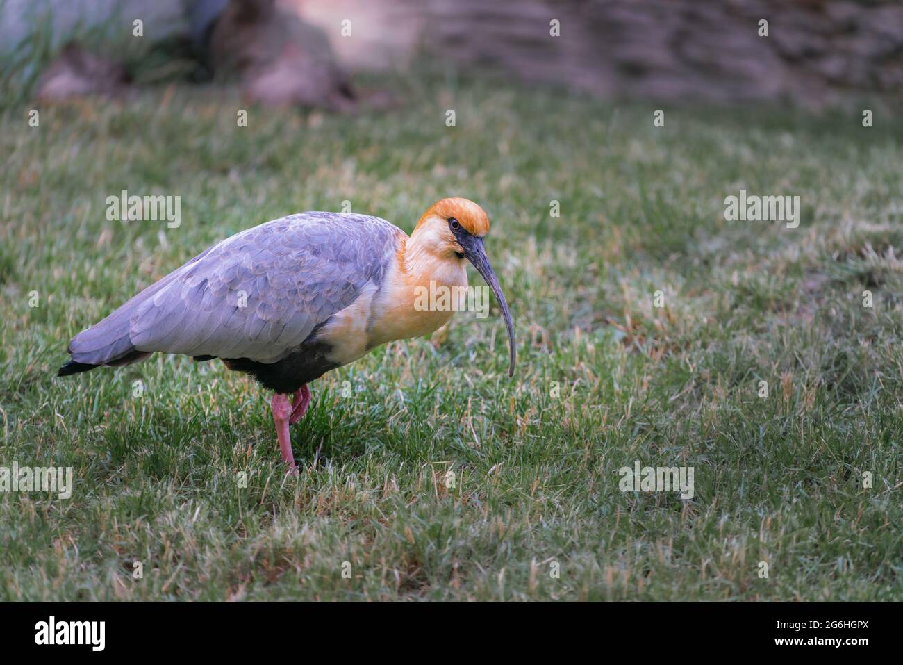 White faced ibis legs hi-res stock photography and images - Alamy