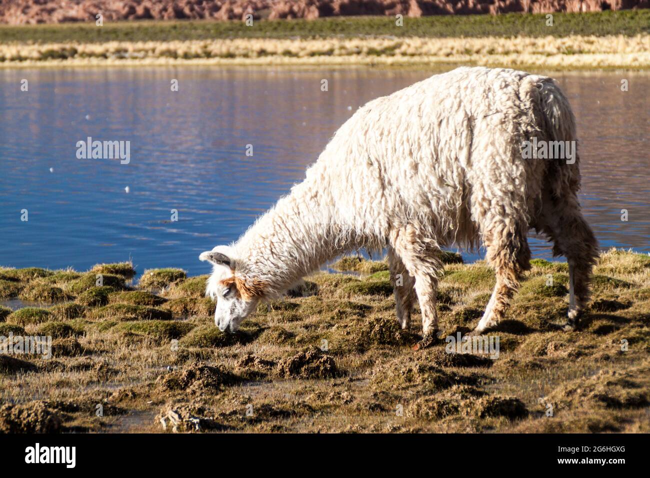 Lama (alpaca) grazing by a lake on bolivian Altiplano Stock Photo - Alamy