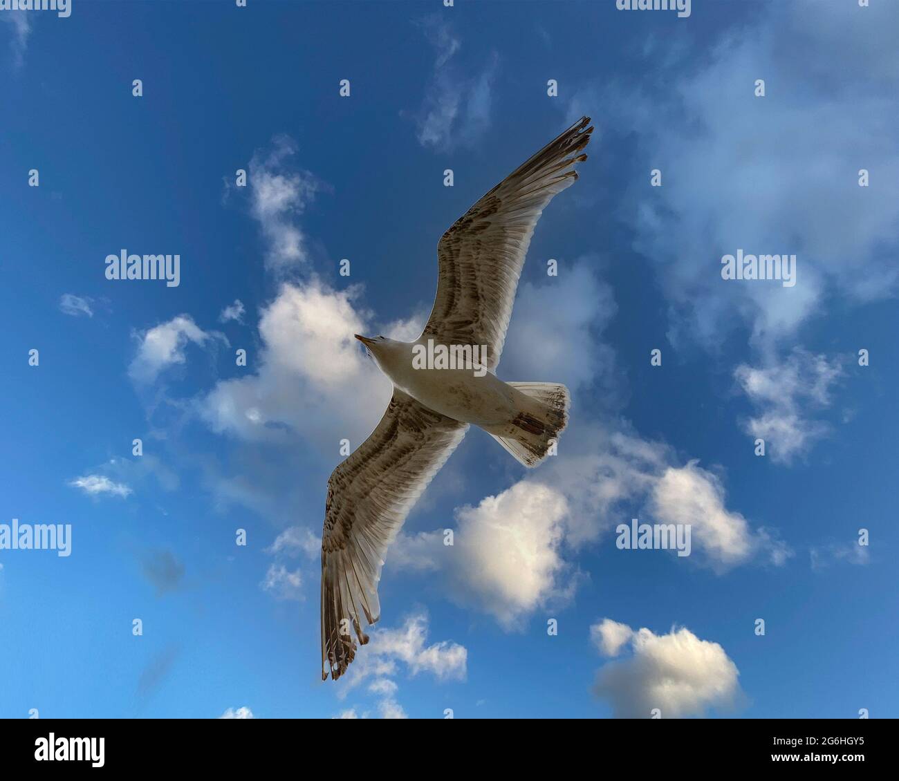 European herring Gull flying Stock Photo - Alamy