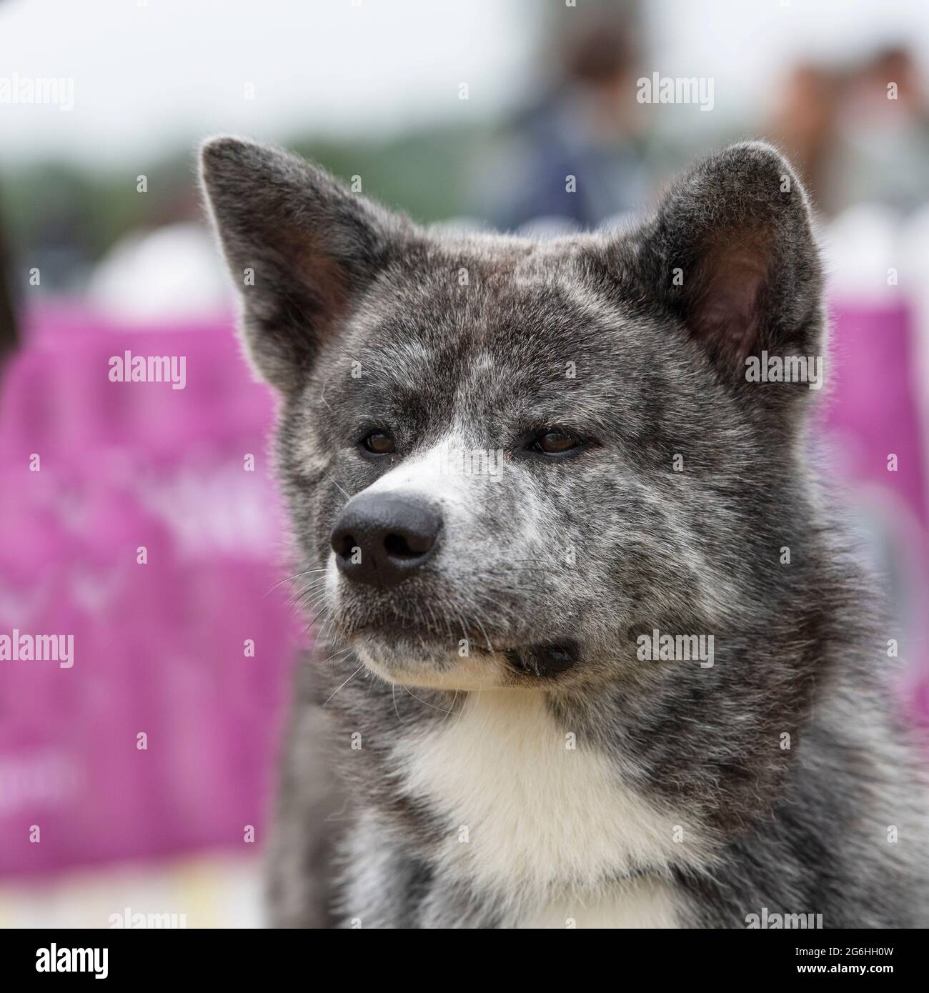 Japanese akita inu Stock Photo - Alamy