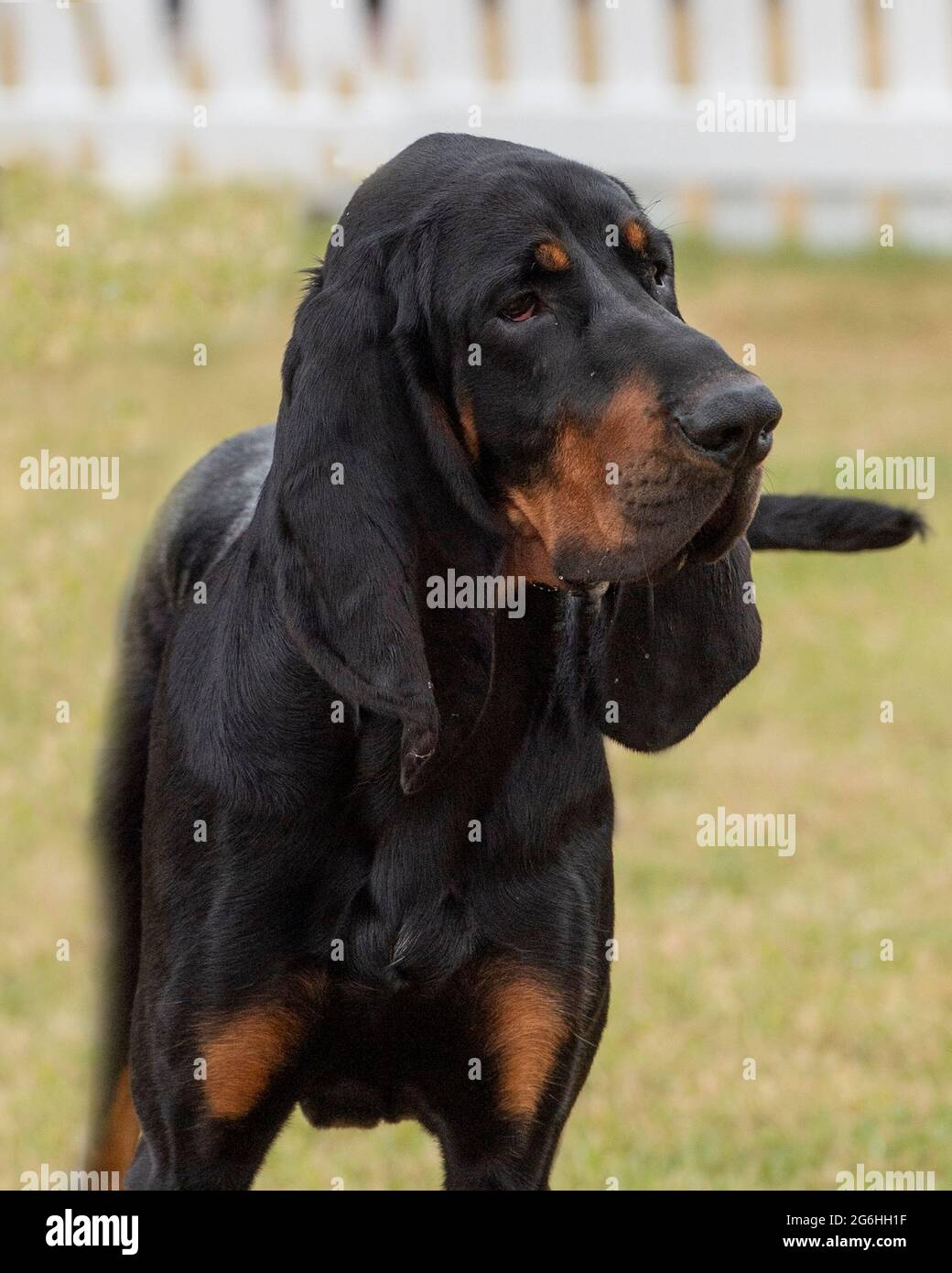gordon setter dog Stock Photo - Alamy