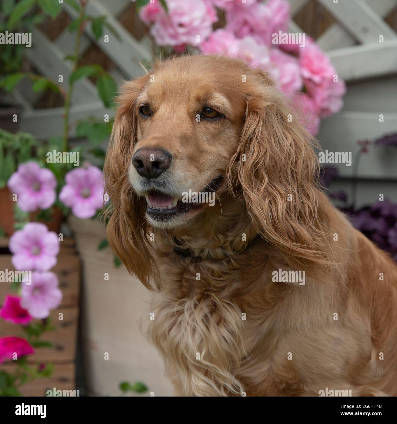 working cocker spaniel Stock Photo - Alamy