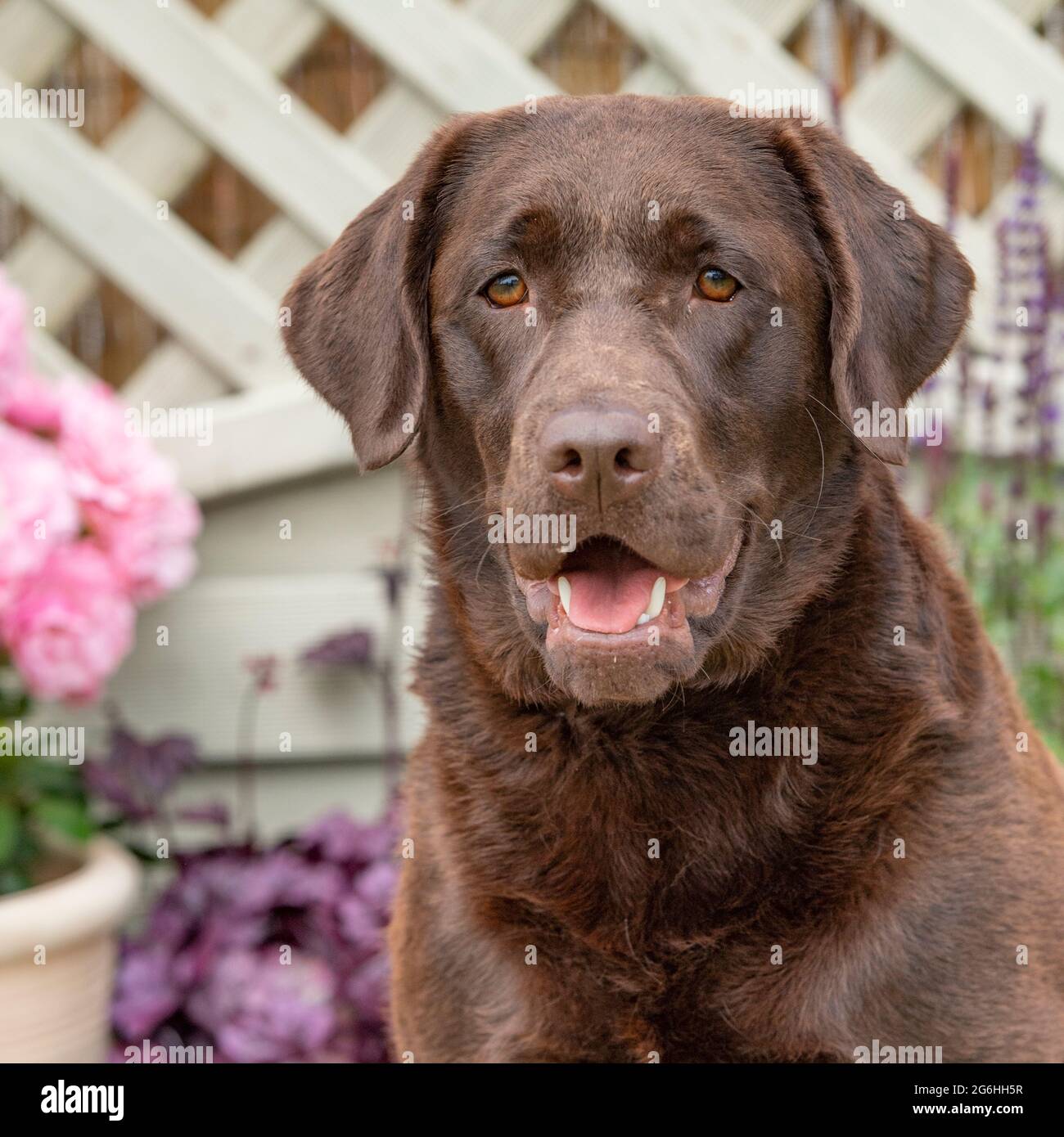 Labrador reriever hi-res stock photography and images - Alamy