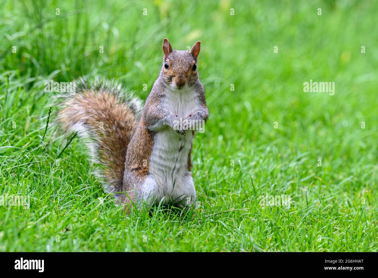 squirrel in Hyde Park, London Stock Photo - Alamy