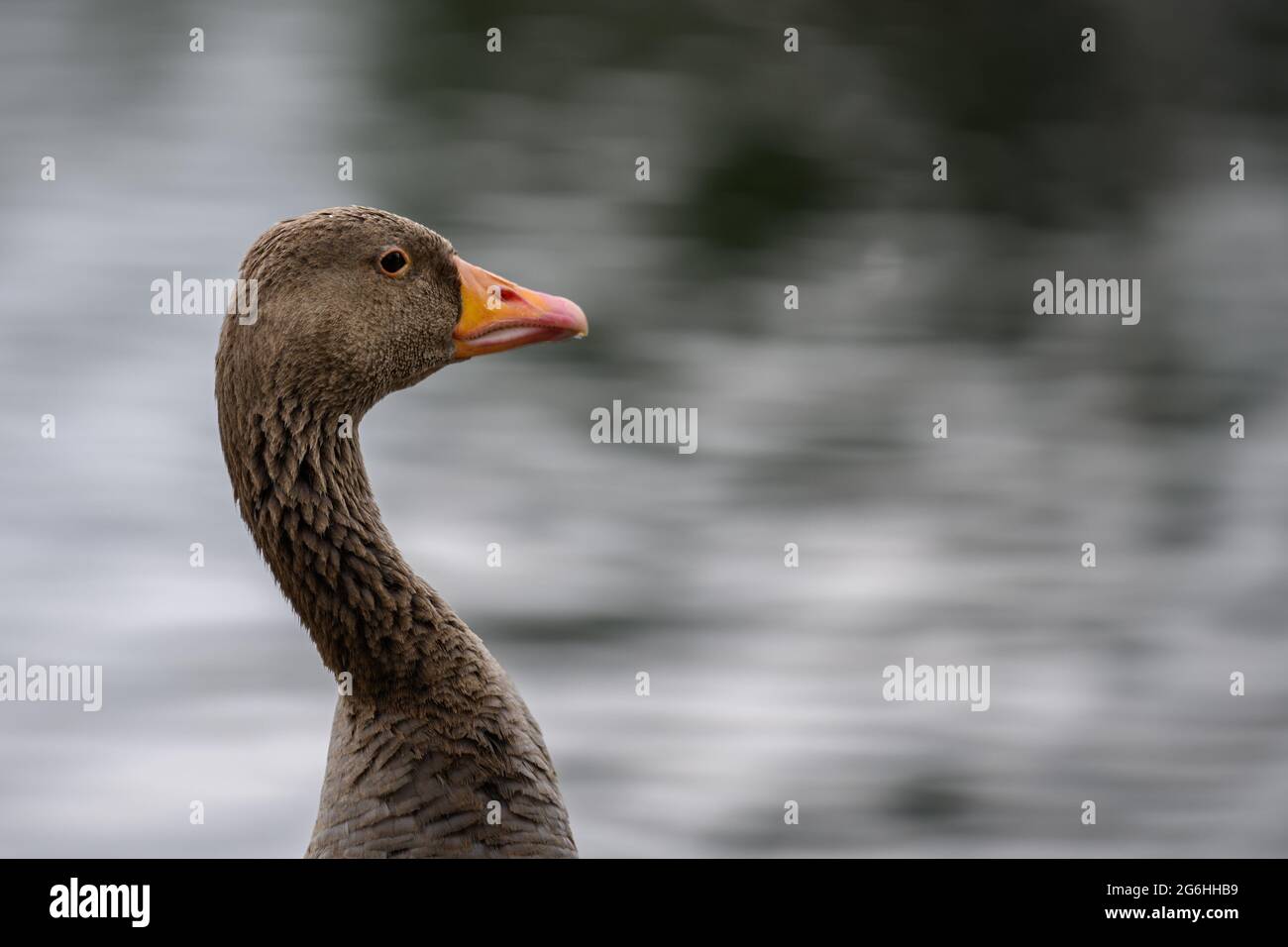 single goose looking out over water Stock Photo - Alamy