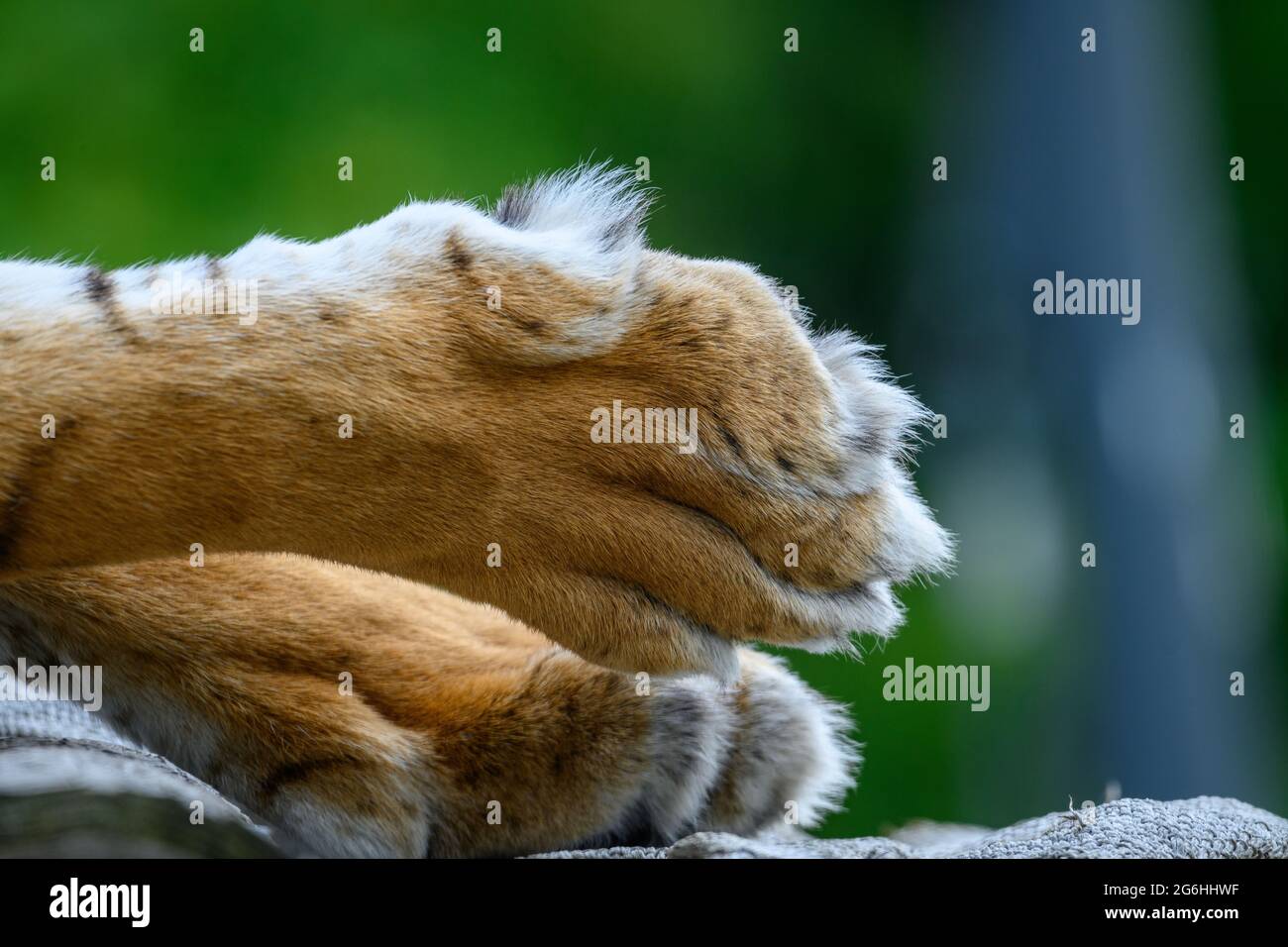 Paws for conservation hi-res stock photography and images - Alamy