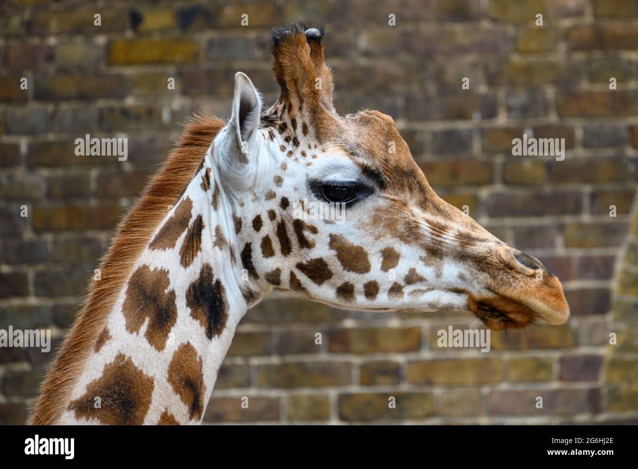 Giraffe animal at London Zoo Stock Photo - Alamy