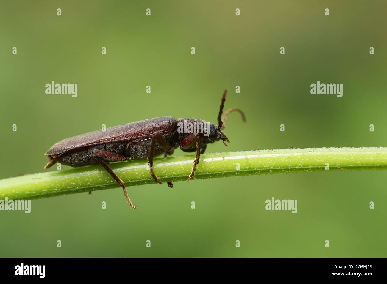 A Longhorn Beetle, Arhopalus rusticus, resting on a plant stem in ...
