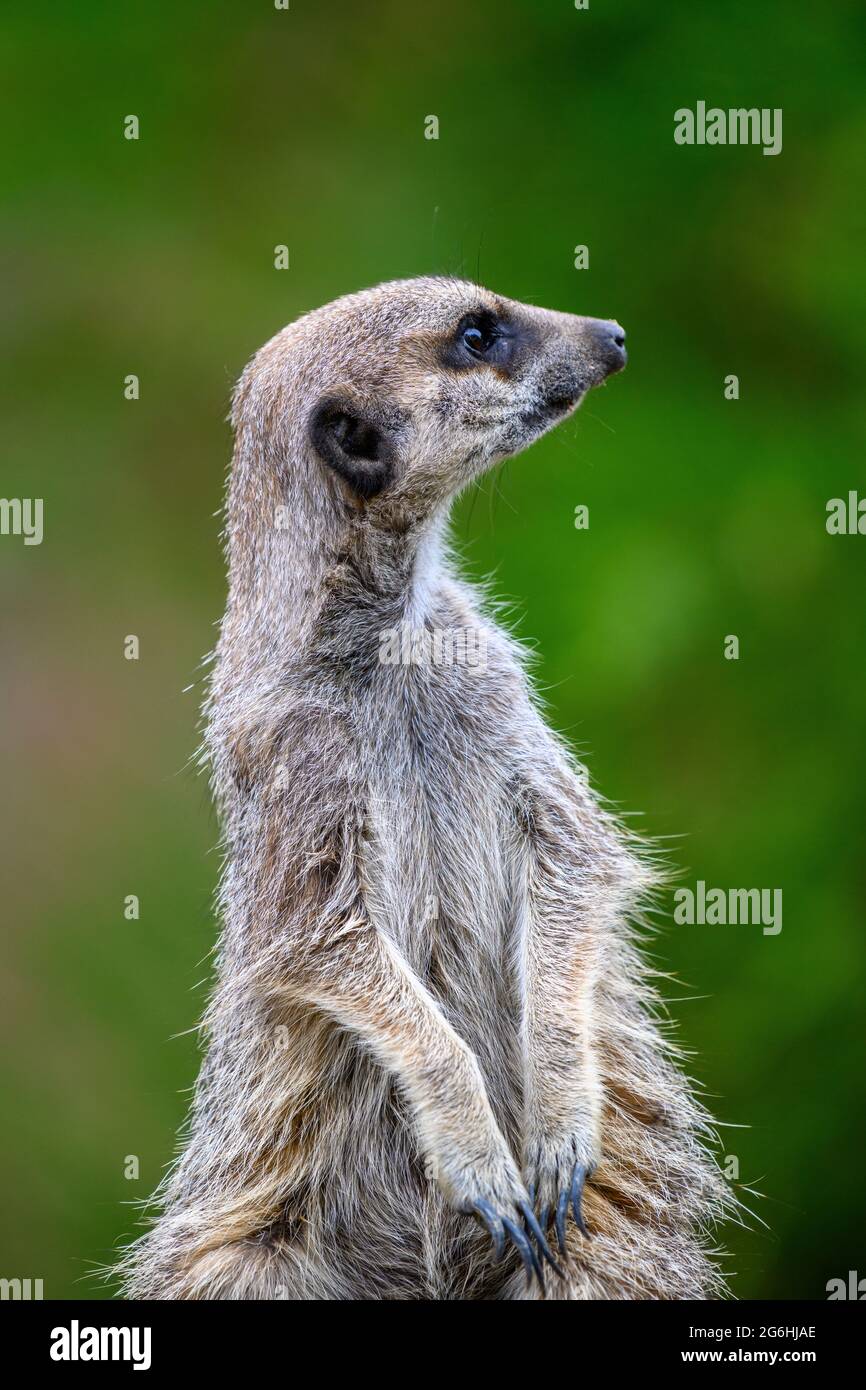 Single meercat hi-res stock photography and images - Alamy