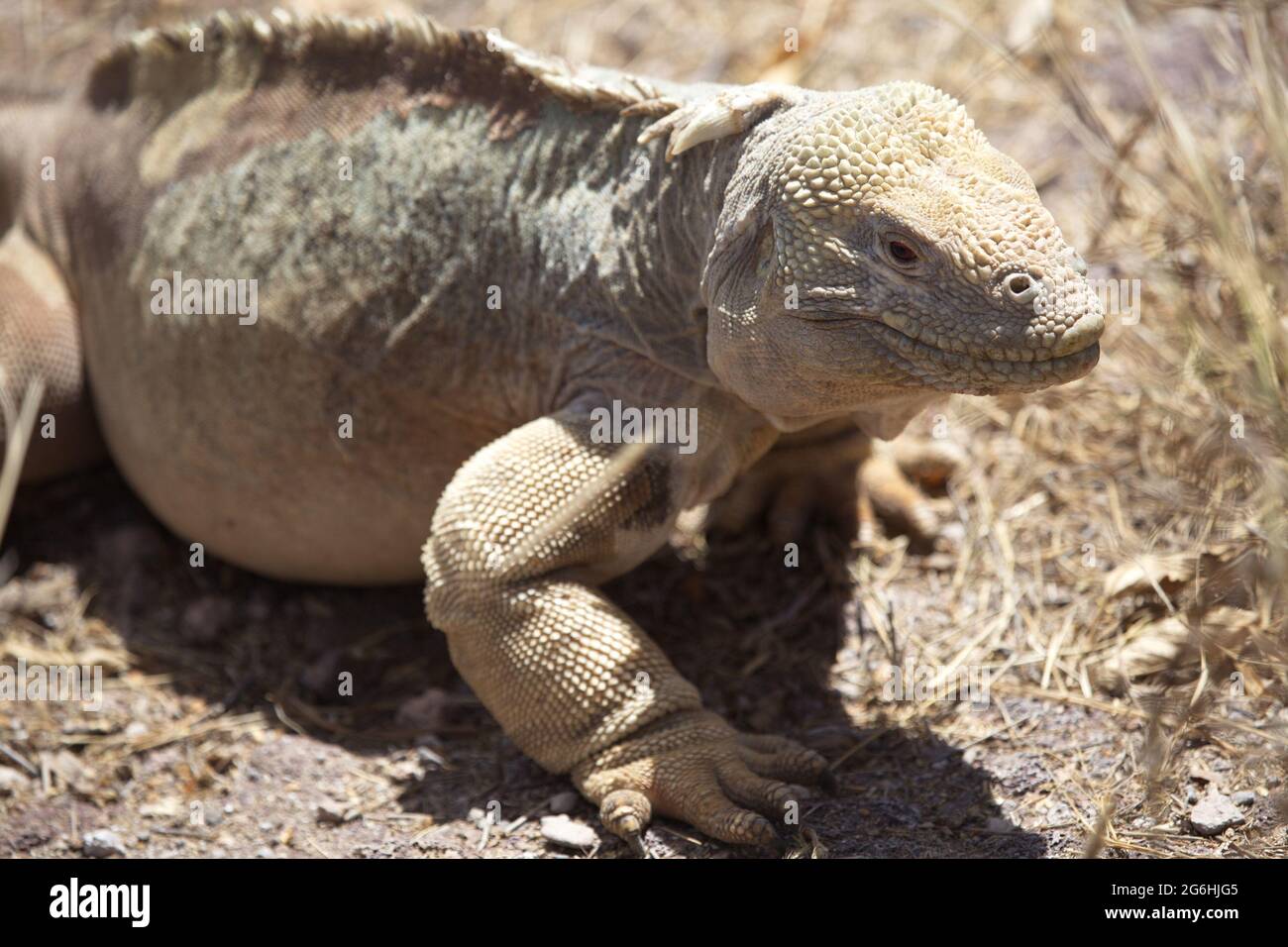 Closeup side on portrait of Galápagos Land Iguana (Conolophus ...