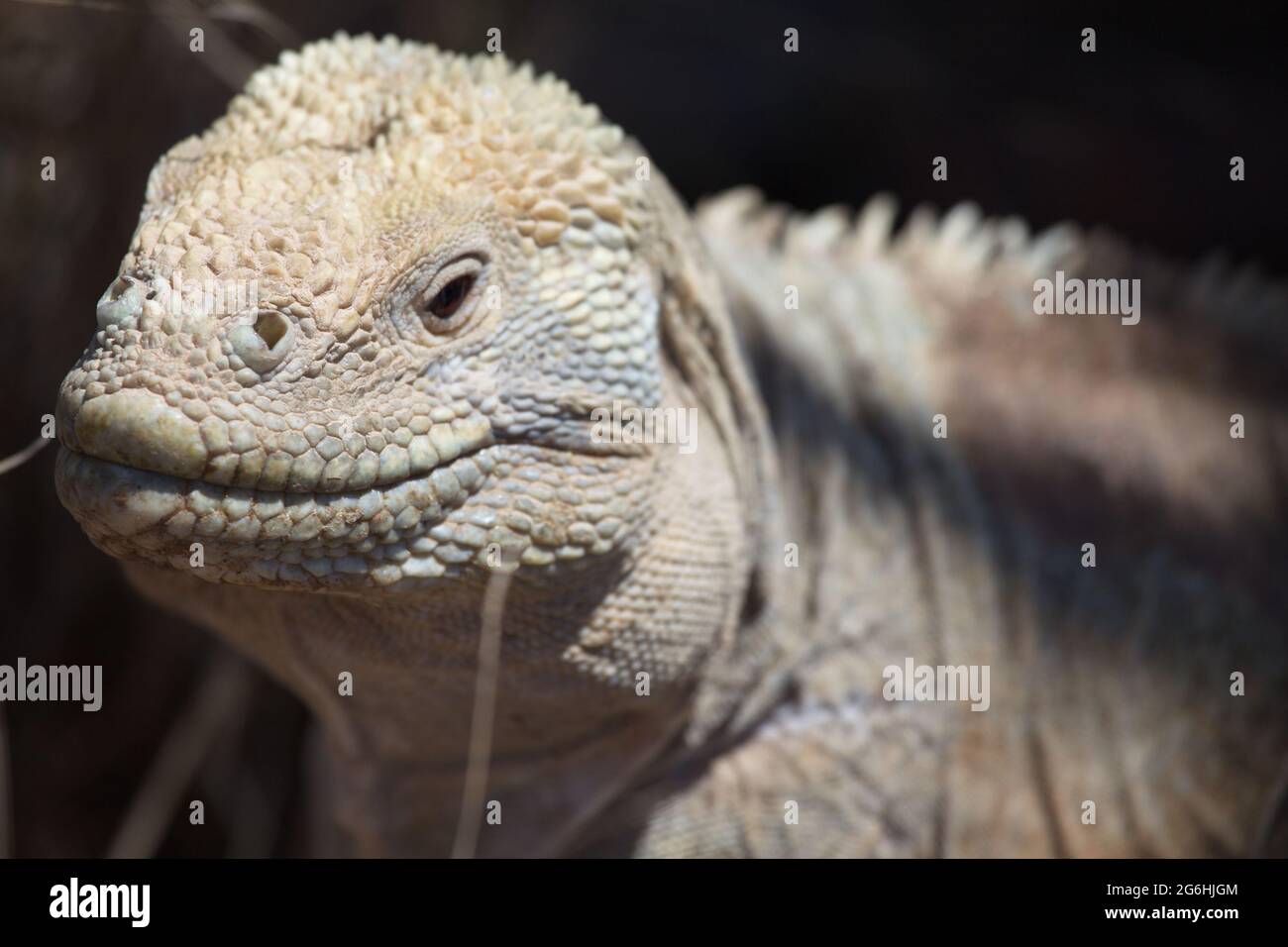 Ugly lizards hi-res stock photography and images - Alamy