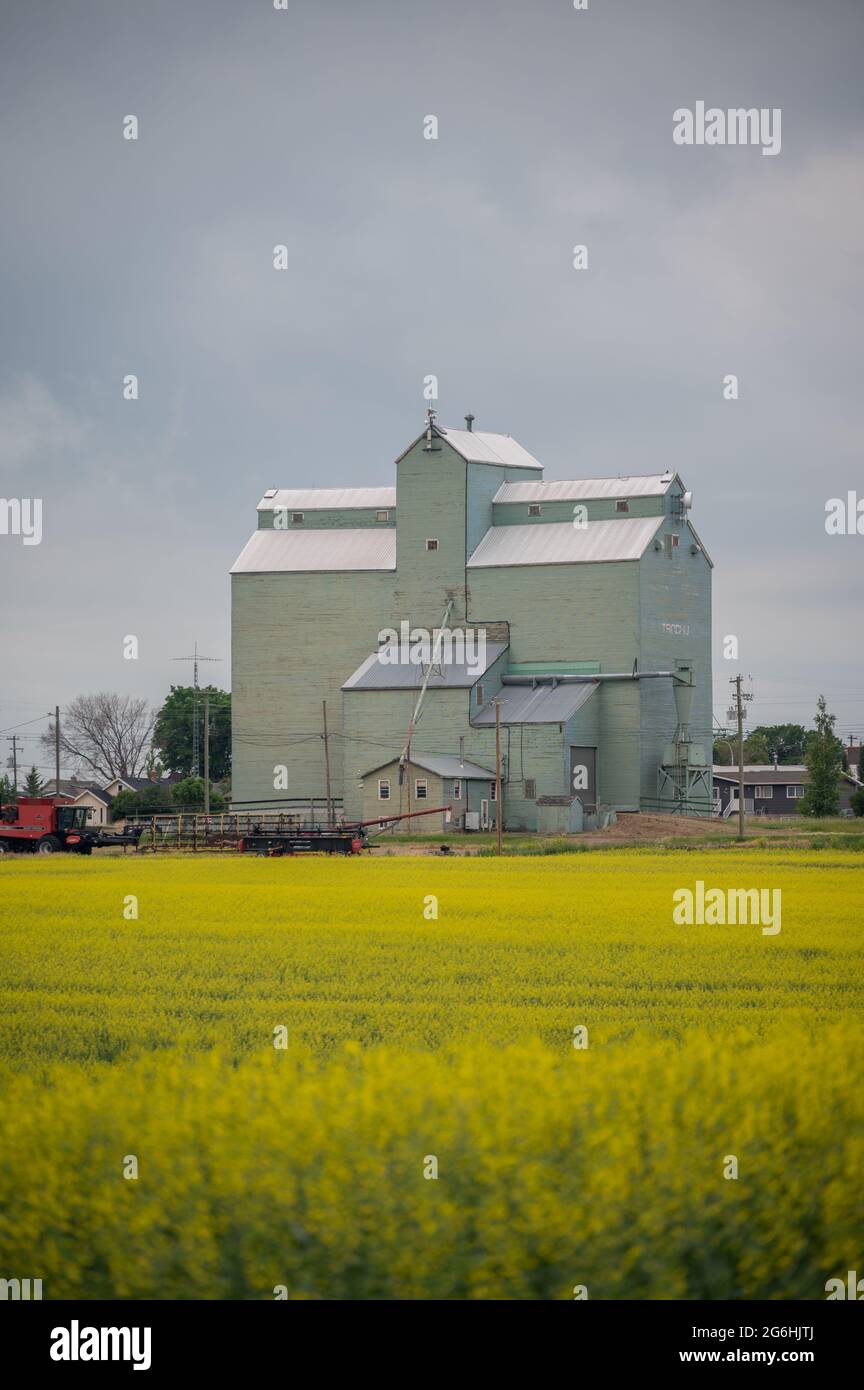 Alberta farming wheat hi-res stock photography and images - Alamy