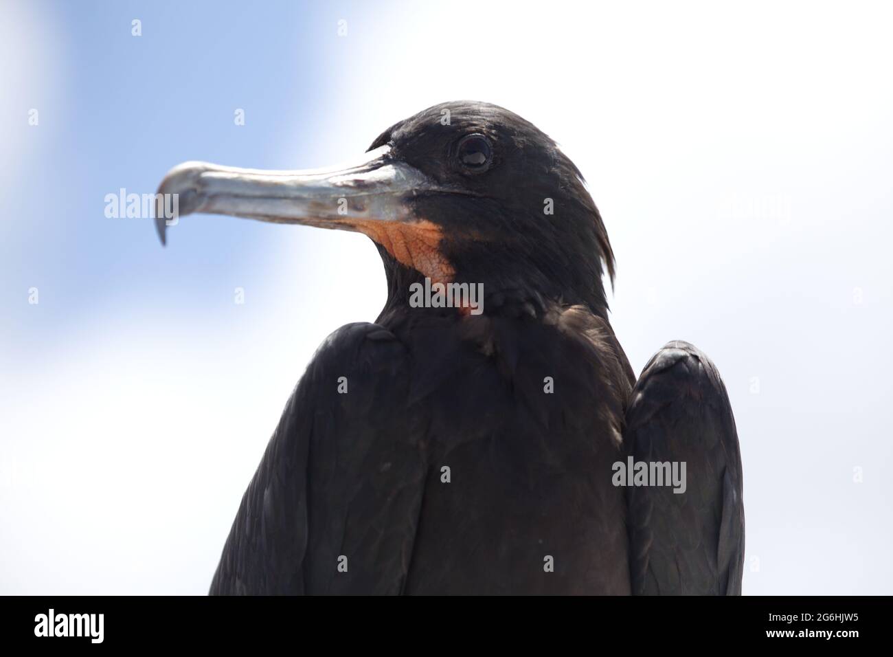 Magnificent bird of paradise hi-res stock photography and images - Alamy